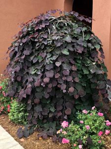 Ruby Falls Redbud - J. Frank Schmidt & Son Co.