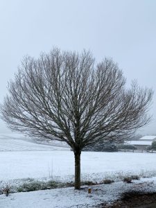Snow day highlights storm-resilient tree structure - J. Frank Schmidt ...