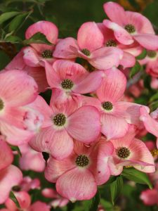 Stellar Pink® Dogwood - J. Frank Schmidt & Son Co.