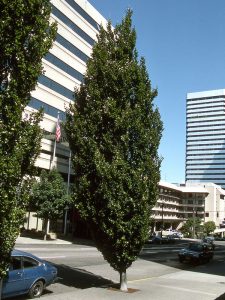 Fastigiate Beech - J. Frank Schmidt & Son Co.