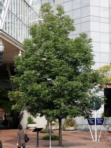 Urbanite® Ash - J. Frank Schmidt & Son Co.