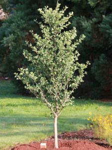 Goldspire Ginkgo - J. Frank Schmidt & Son Co.