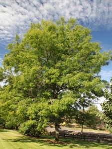 Skyline® Honeylocust - J. Frank Schmidt & Son Co.
