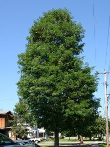 Street Keeper® Honeylocust - J. Frank Schmidt & Son Co.