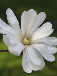 Merrill Magnolia - J. Frank Schmidt & Son Co.