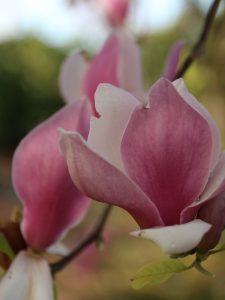 Rustica Rubra Magnolia - J. Frank Schmidt & Son Co.