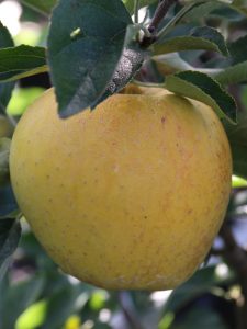 Golden Delicious Apple - J. Frank Schmidt & Son Co.