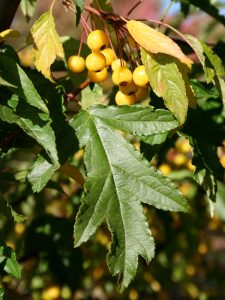 Golden Raindrops® Crabapple - J. Frank Schmidt & Son Co.