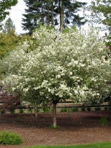 Lollipop® Crabapple - J. Frank Schmidt & Son Co.