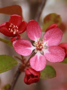 Radiant Crabapple - J. Frank Schmidt & Son Co.