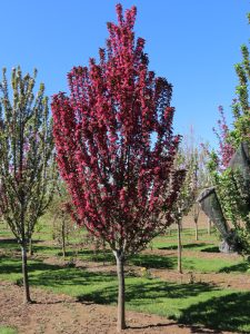 Raspberry Spear® Crabapple - J. Frank Schmidt & Son Co.