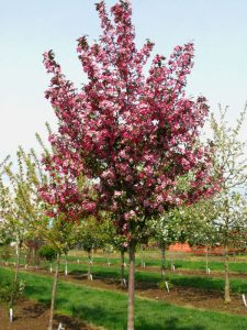 Ruby Dayze® Crabapple - J. Frank Schmidt & Son Co.