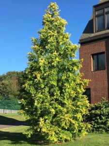 Gold Rush Dawn Redwood - J. Frank Schmidt & Son Co.