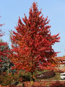 Red Rage® Tupelo - J. Frank Schmidt & Son Co.