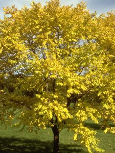 Eye Stopper™ Cork Tree - J. Frank Schmidt & Son Co.