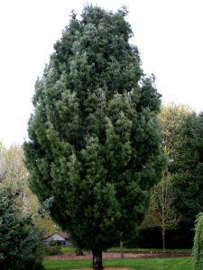 Fastigiate White Pine - J. Frank Schmidt & Son Co.