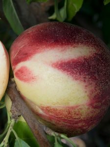 Heavenly White Nectarine - J. Frank Schmidt & Son Co.