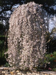 Snow Fountains® Cherry - J. Frank Schmidt & Son Co.