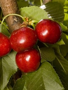 Utah Giant Cherry - J. Frank Schmidt & Son Co.