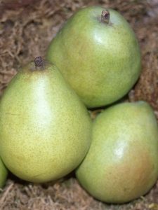 D'Anjou Pear - J. Frank Schmidt & Son Co.