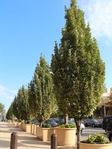 Regal Prince® Oak - J. Frank Schmidt & Son Co.