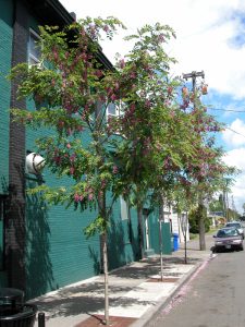 Purple Robe Locust - J. Frank Schmidt & Son Co.