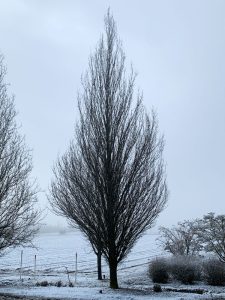 Snow day highlights storm-resilient tree structure - J. Frank Schmidt ...