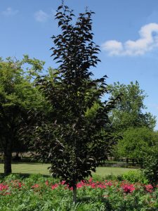 Evening Light Snowbell - J. Frank Schmidt & Son Co.