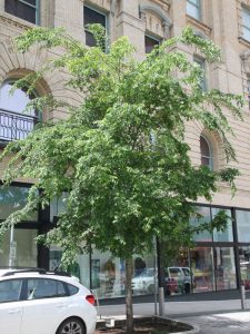Frontier Elm - J. Frank Schmidt & Son Co.