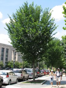 Princeton Elm - J. Frank Schmidt & Son Co.