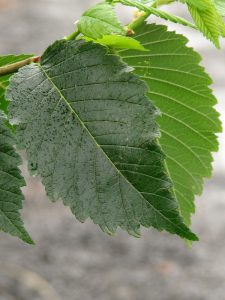 Valley Forge Elm - J. Frank Schmidt & Son Co.