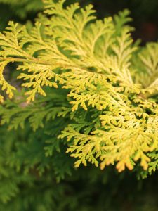 Golden Hinoki Cypress - J. Frank Schmidt & Son Co.