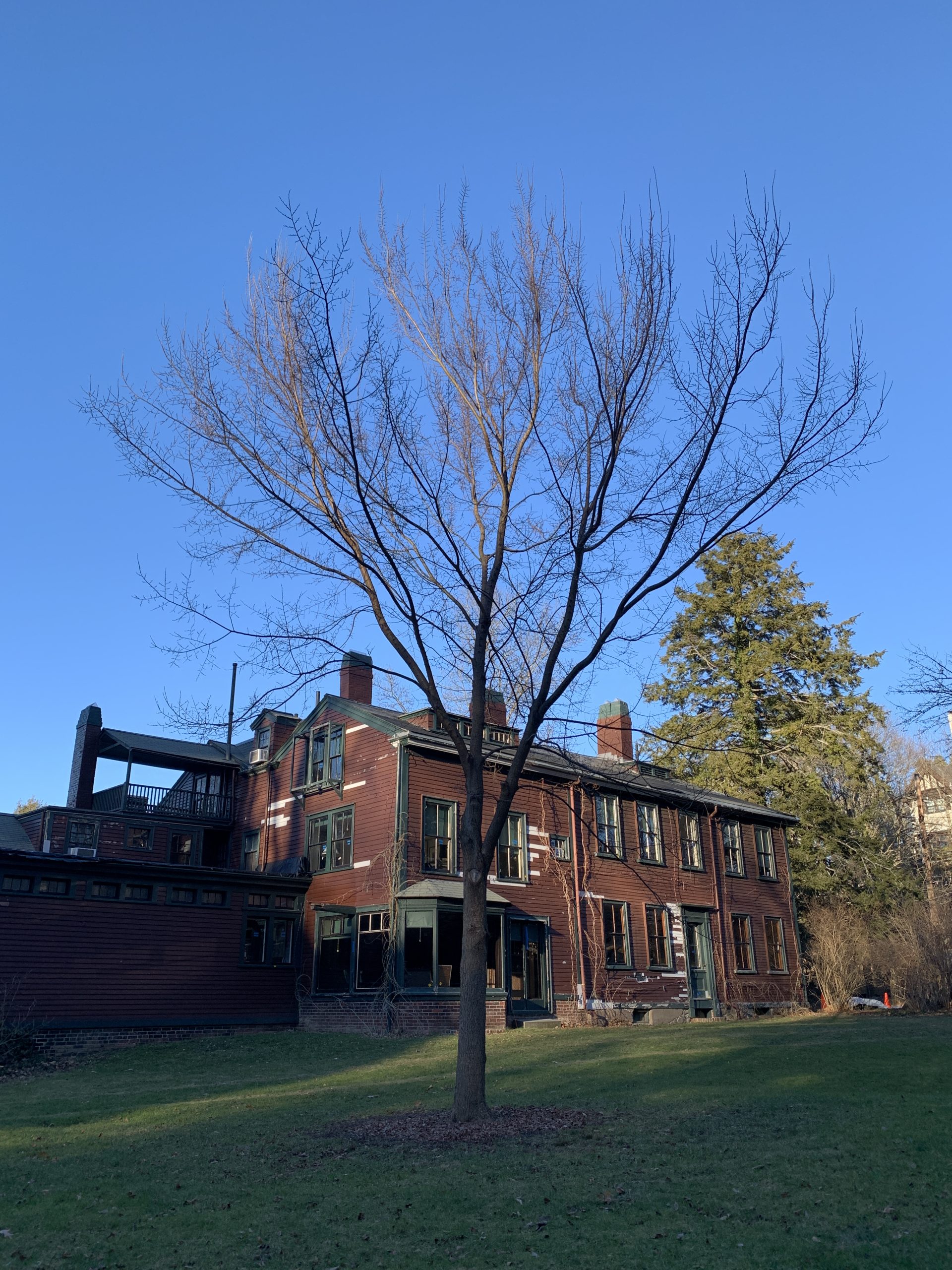 Jefferson Elm finds home at Fairsted - J. Frank Schmidt & Son Co.