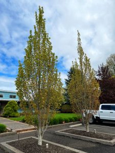 Maypoles and Maples - J. Frank Schmidt & Son Co.