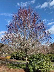 Maypoles and Maples - J. Frank Schmidt & Son Co.