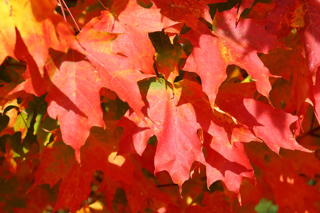 Fall Features - J. Frank Schmidt & Son Co.