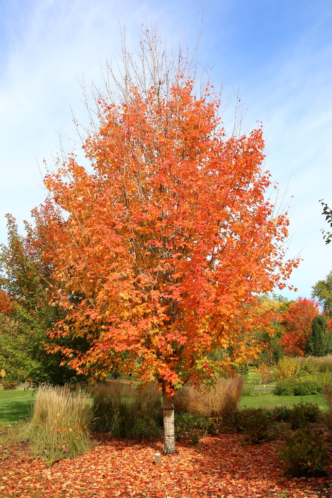 Fall Features - J. Frank Schmidt & Son Co.