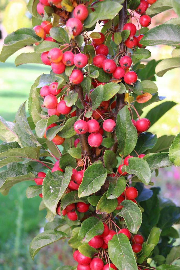 Fall Features - J. Frank Schmidt & Son Co.