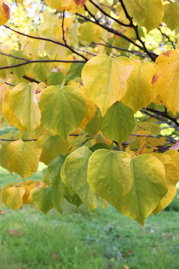 Fall Features - J. Frank Schmidt & Son Co.