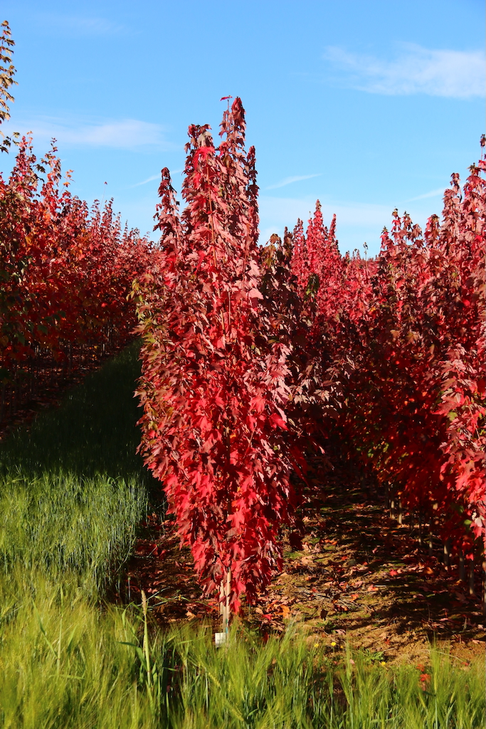 Fall Features - J. Frank Schmidt & Son Co.