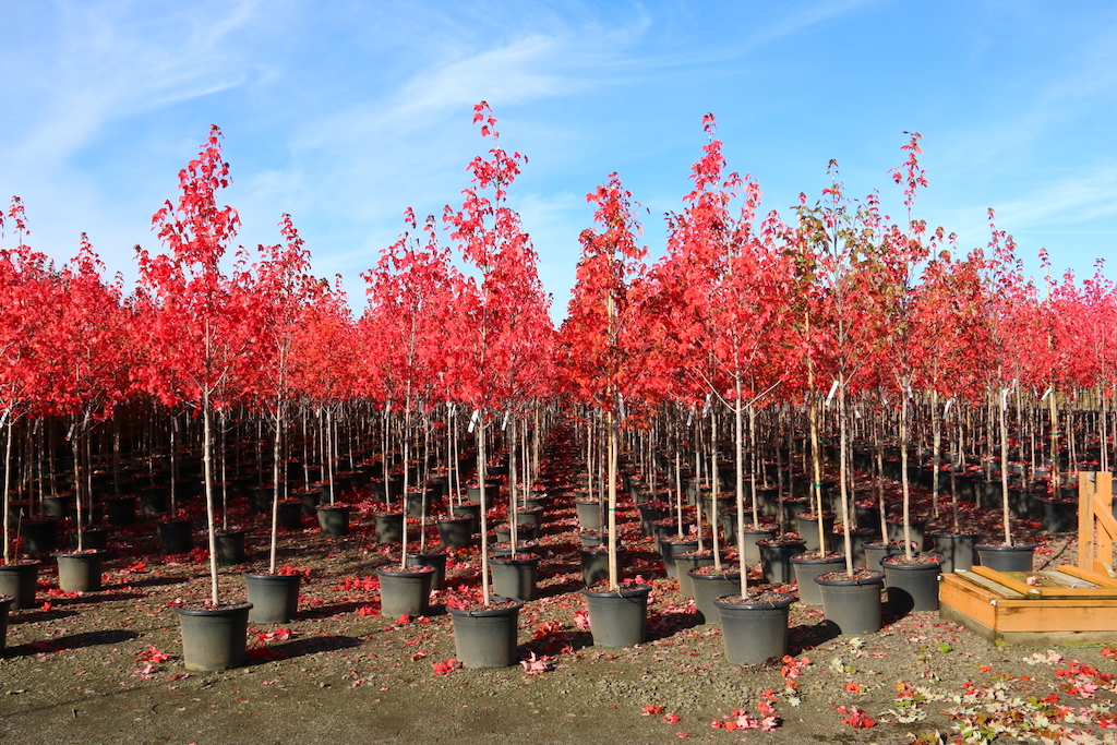 Fall Features - J. Frank Schmidt & Son Co.