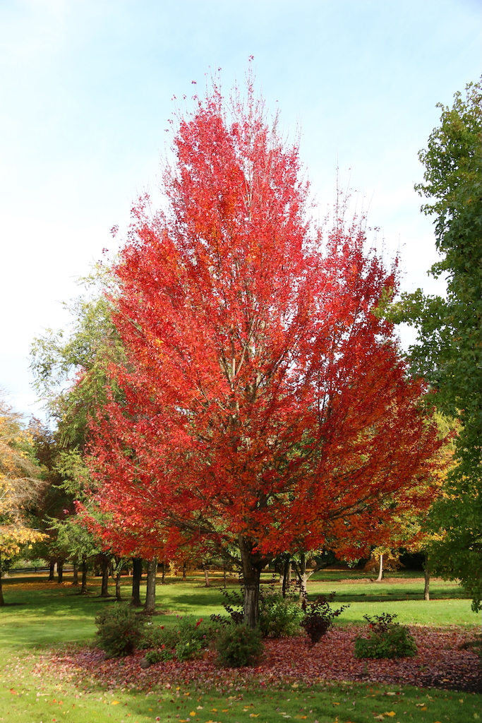 Fall Features - J. Frank Schmidt & Son Co.