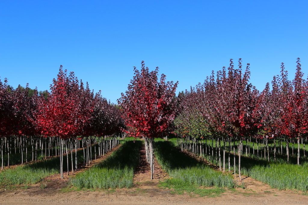 Fall Features - J. Frank Schmidt & Son Co.