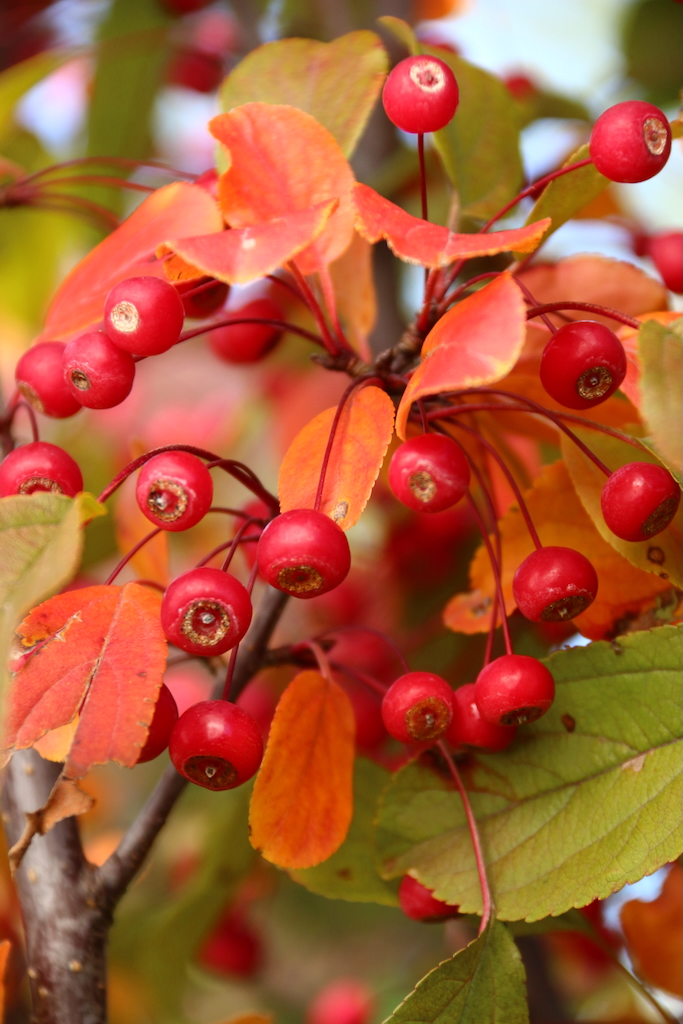 Fall Features - J. Frank Schmidt & Son Co.