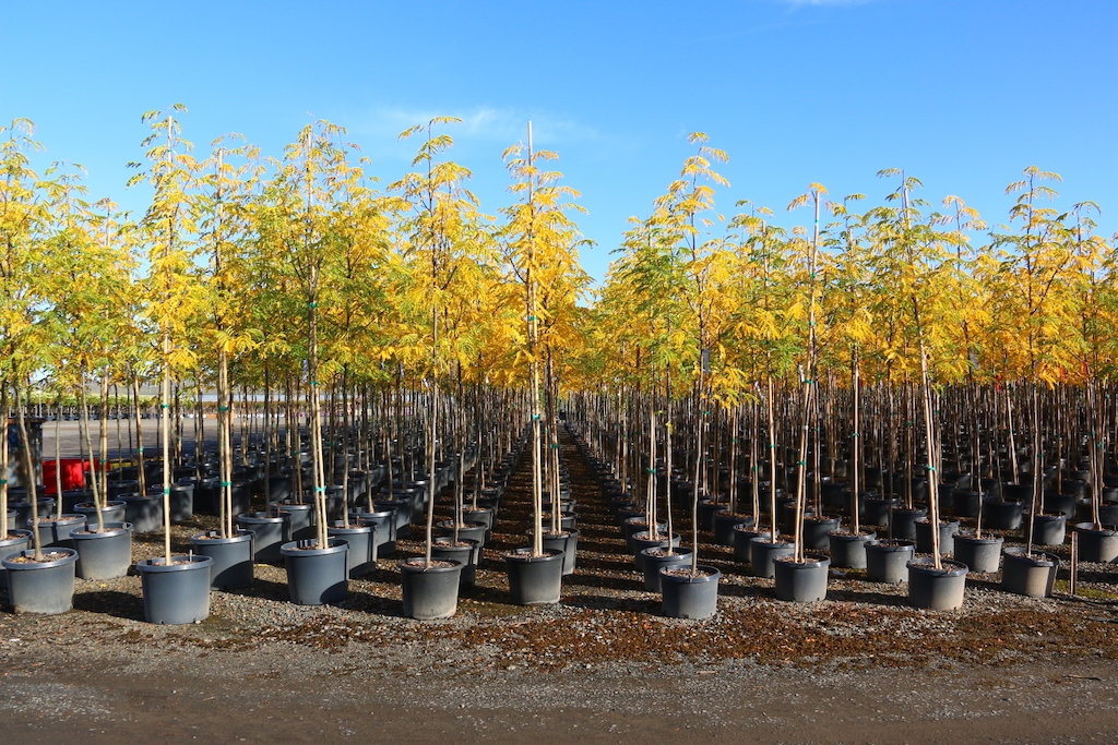 Fall Features - J. Frank Schmidt & Son Co.