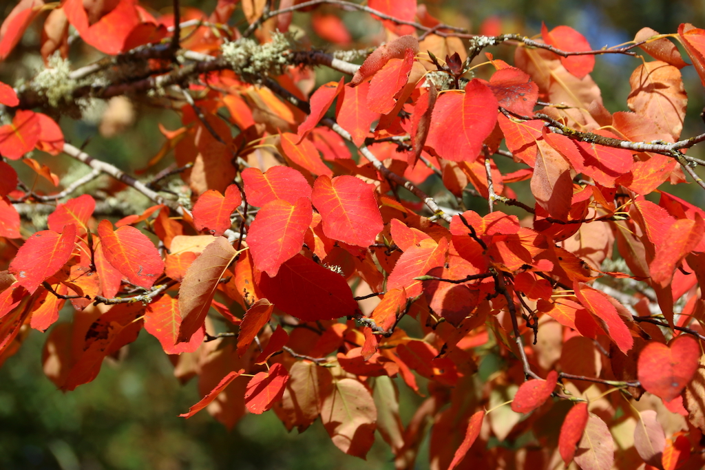 Fall Features - J. Frank Schmidt & Son Co.