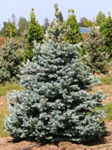 Baby Blue® Spruce - J. Frank Schmidt & Son Co.