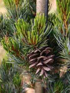 Blue Japanese White Pine - J. Frank Schmidt & Son Co.